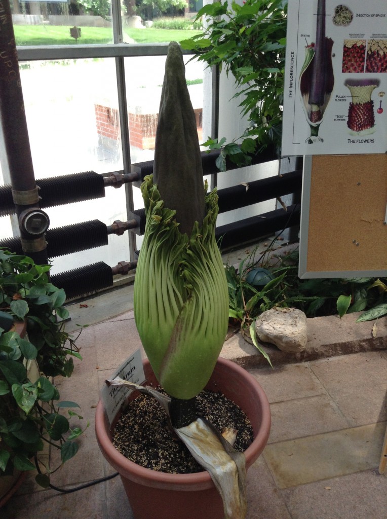 Corpse Flower to Bloom again at DC Smith | D.C. Smith Greenhouse